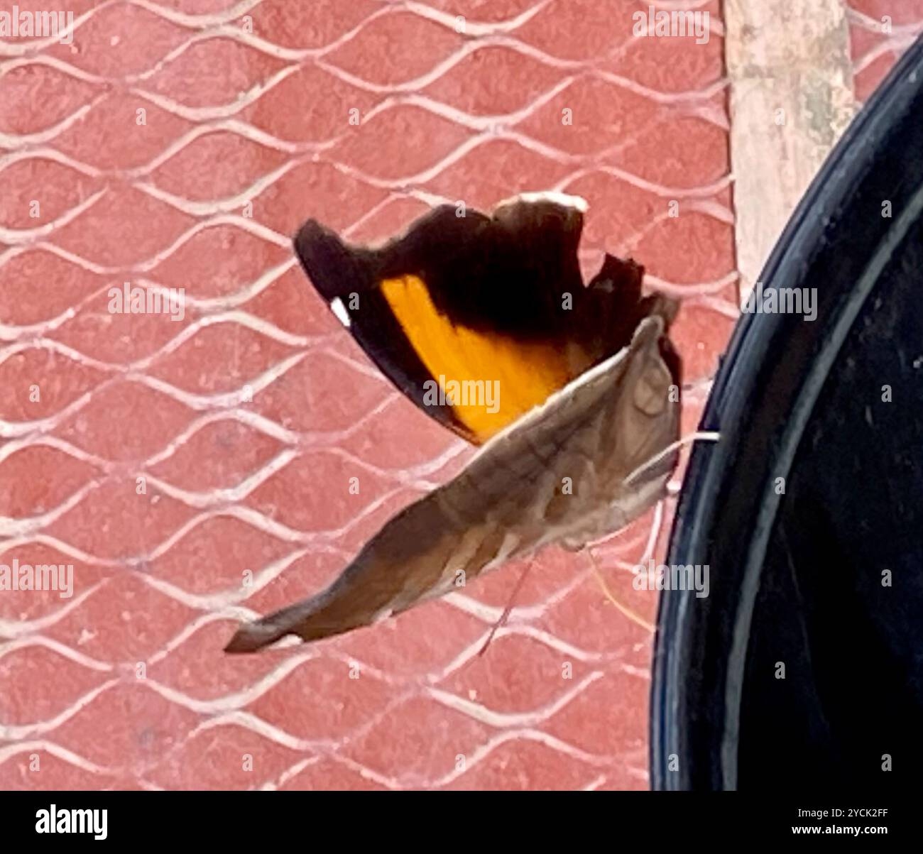 Orion Cecropian (Historis odius) Insecta Stock Photo - Alamy