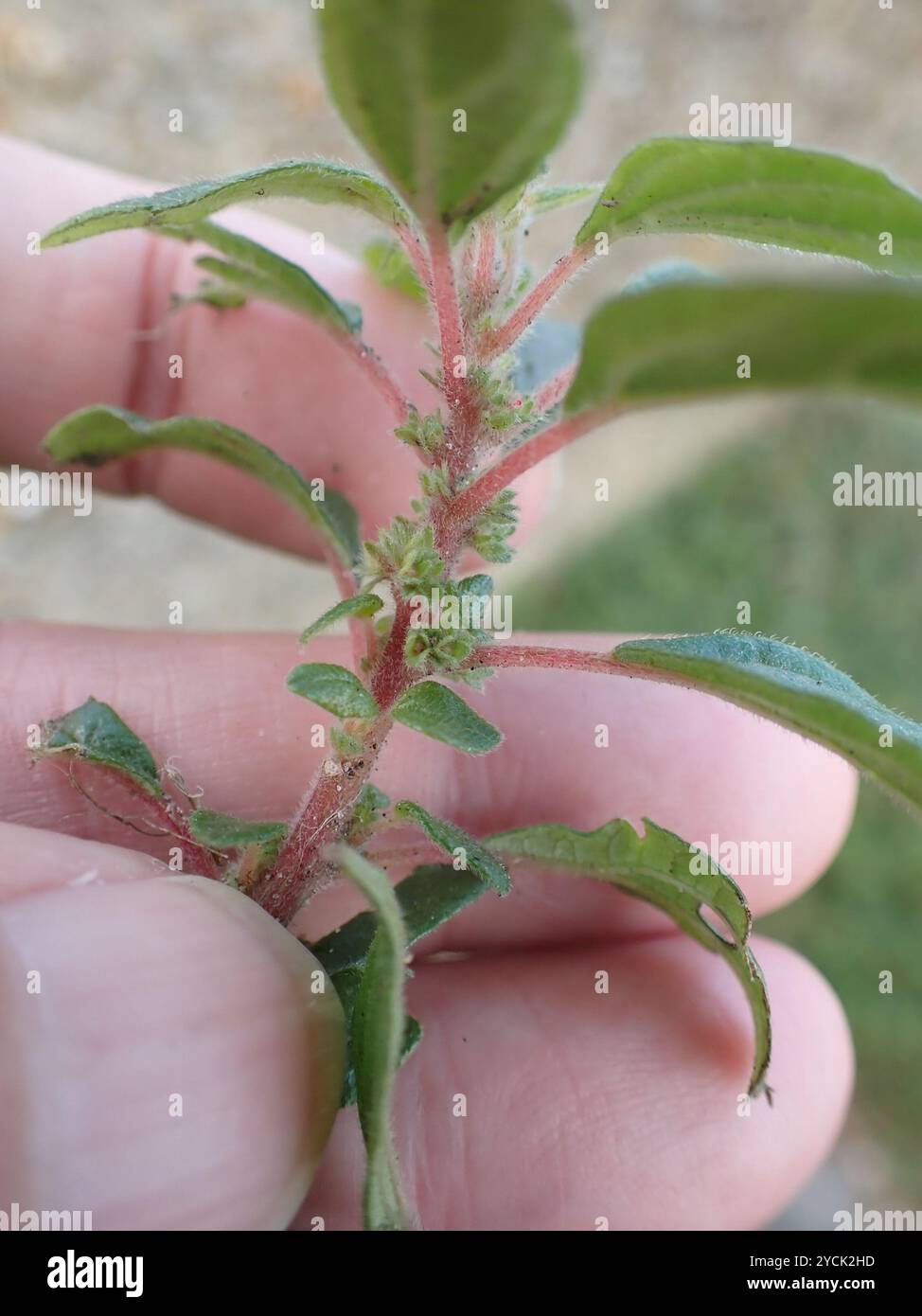 pellitory-of-the-wall (Parietaria judaica) Plantae Stock Photo - Alamy
