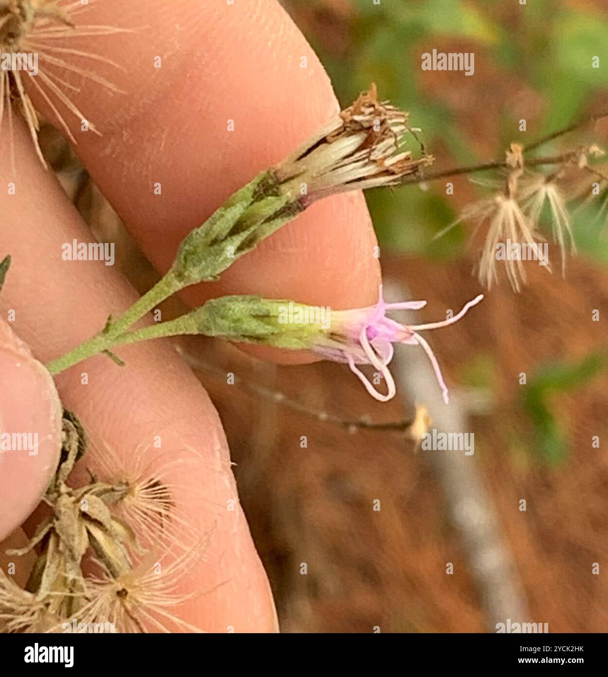 Garberia heterophylla hi-res stock photography and images - Alamy