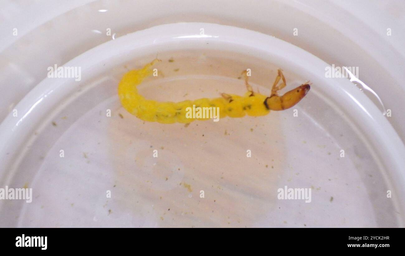 Little Black Caddisflies (Chimarra) Insecta Stock Photo - Alamy
