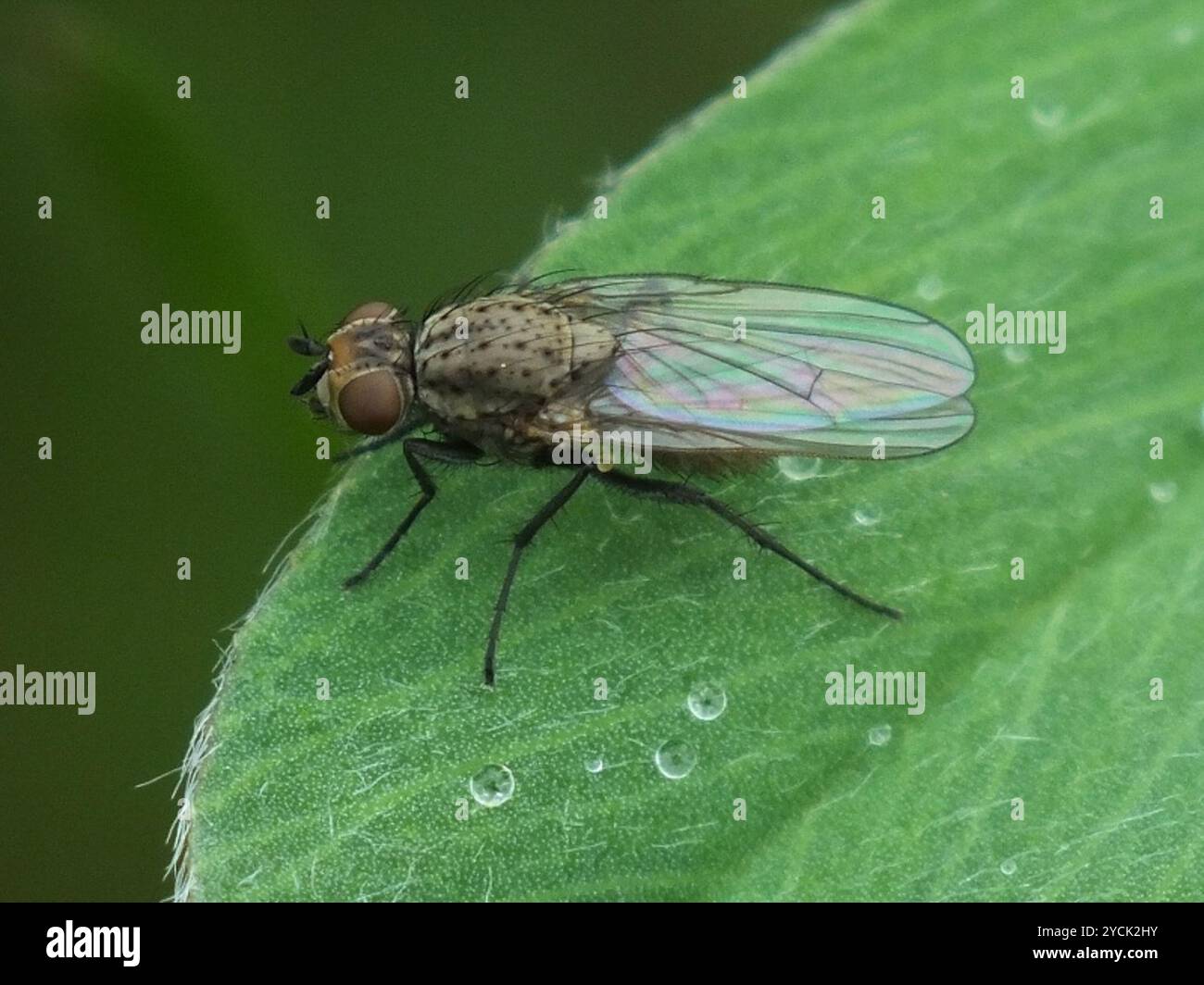 Root-maggot Flies (Anthomyiidae) Insecta Stock Photo - Alamy