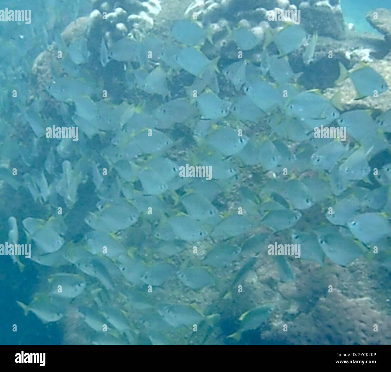 Diamondfish (Monodactylus argenteus) Actinopterygii Stock Photo - Alamy