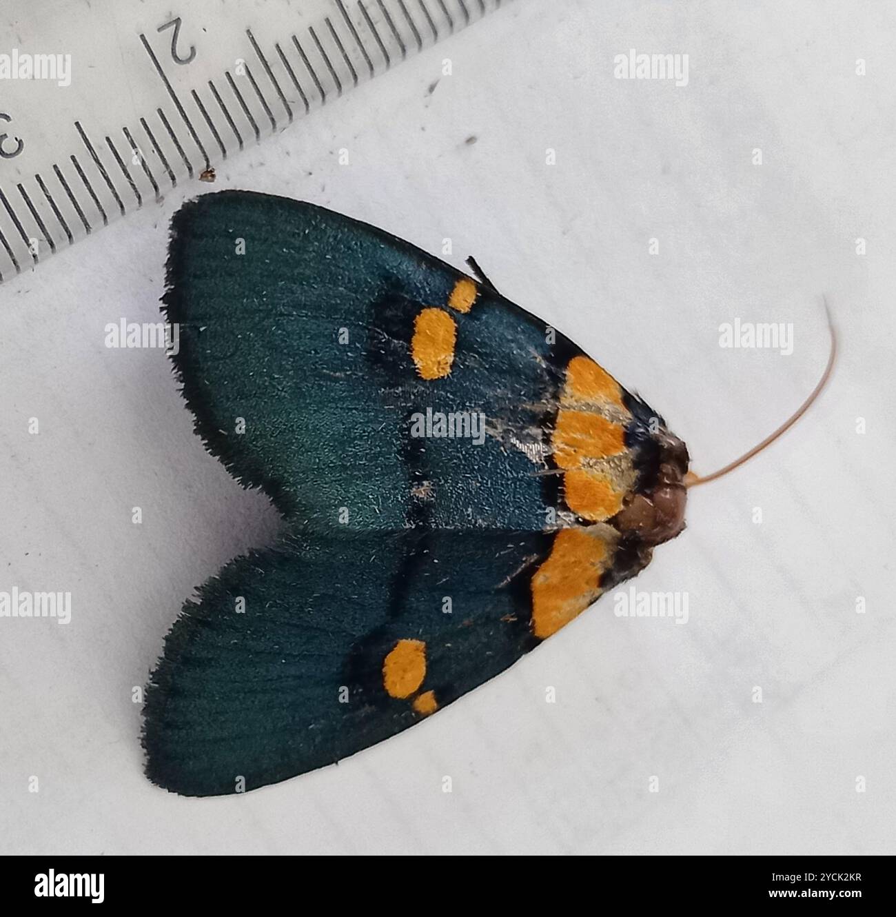 African Peach Moth (Egybolis vaillantina) Insecta Stock Photo - Alamy