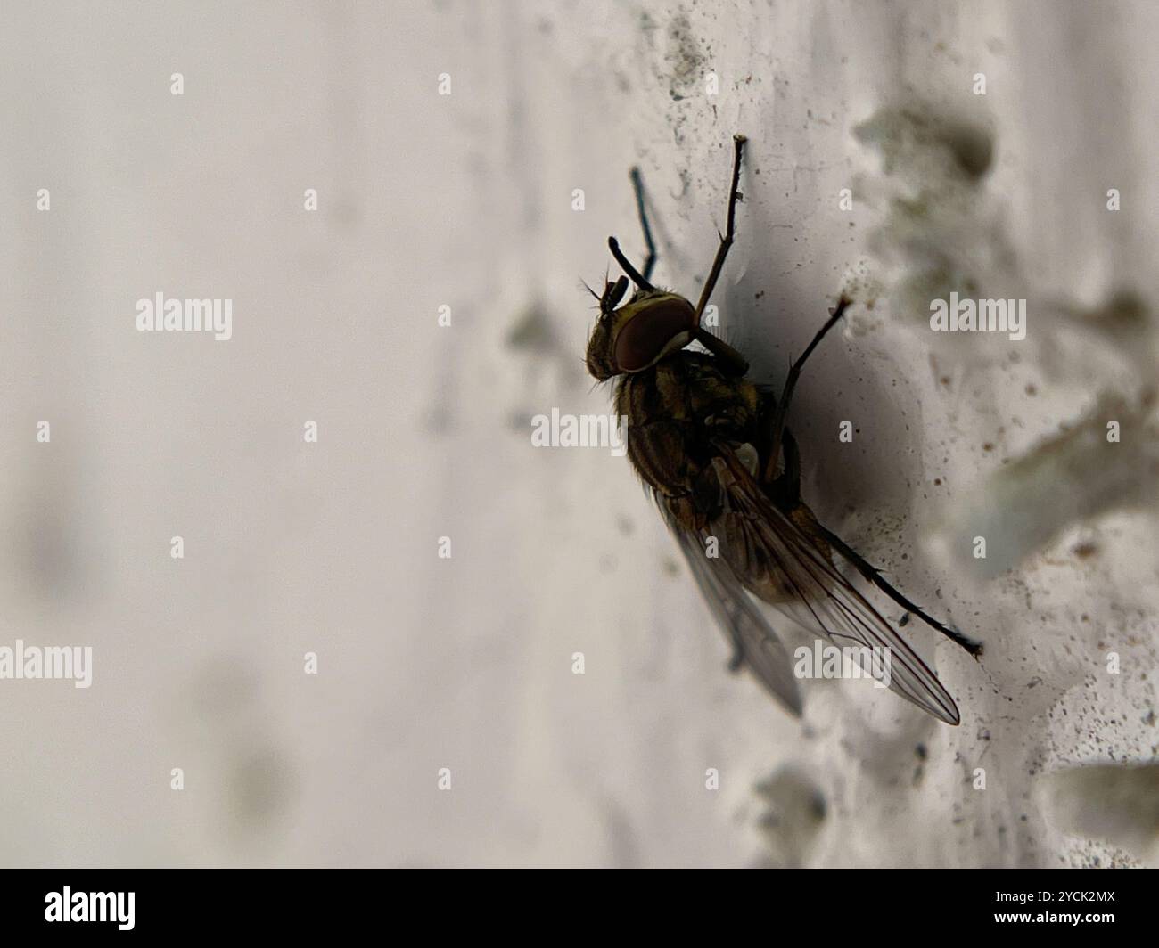 Stable Fly (Stomoxys calcitrans) Insecta Stock Photo - Alamy