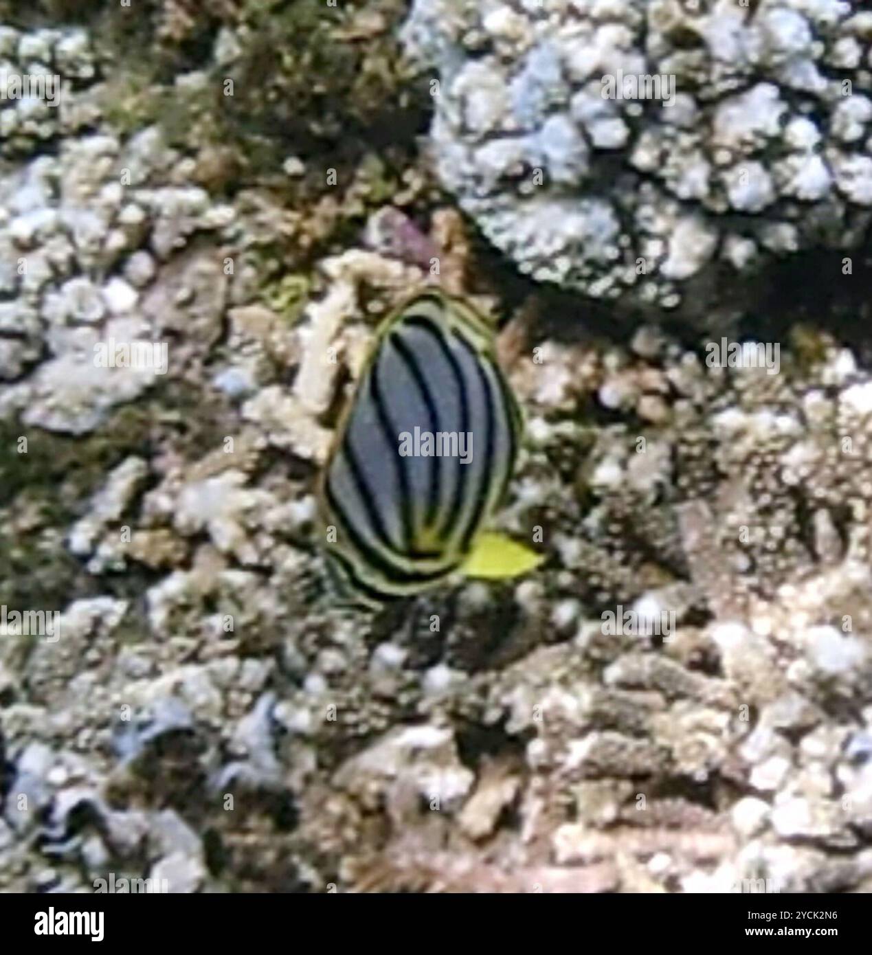 Meyers butterflyfish hi-res stock photography and images - Alamy