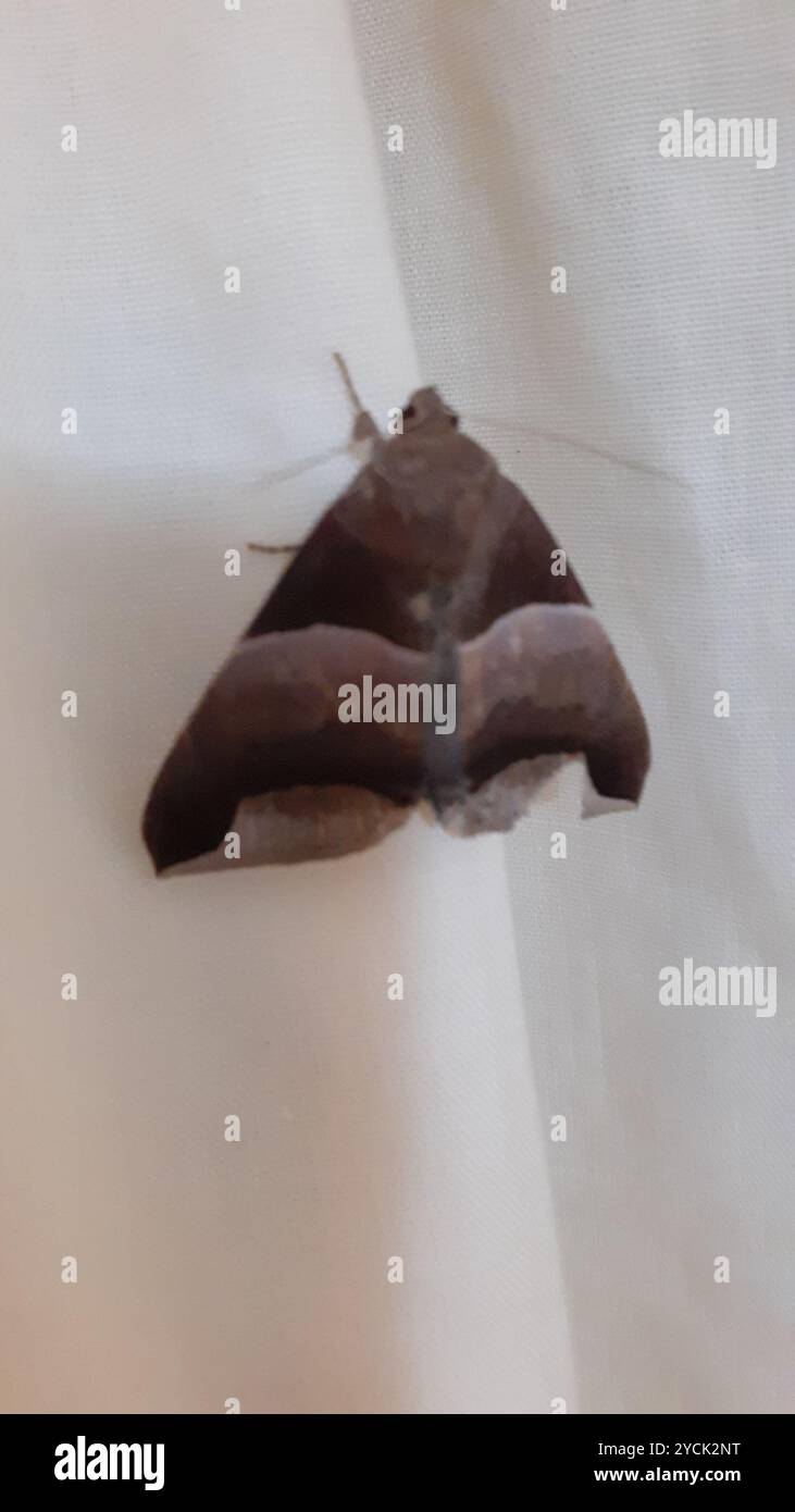 Echo Moth (Achaea echo) Insecta Stock Photo - Alamy