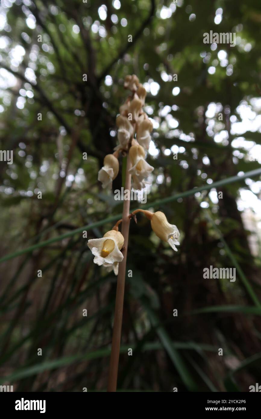 tall potato orchid (Gastrodia procera) Plantae Stock Photo - Alamy