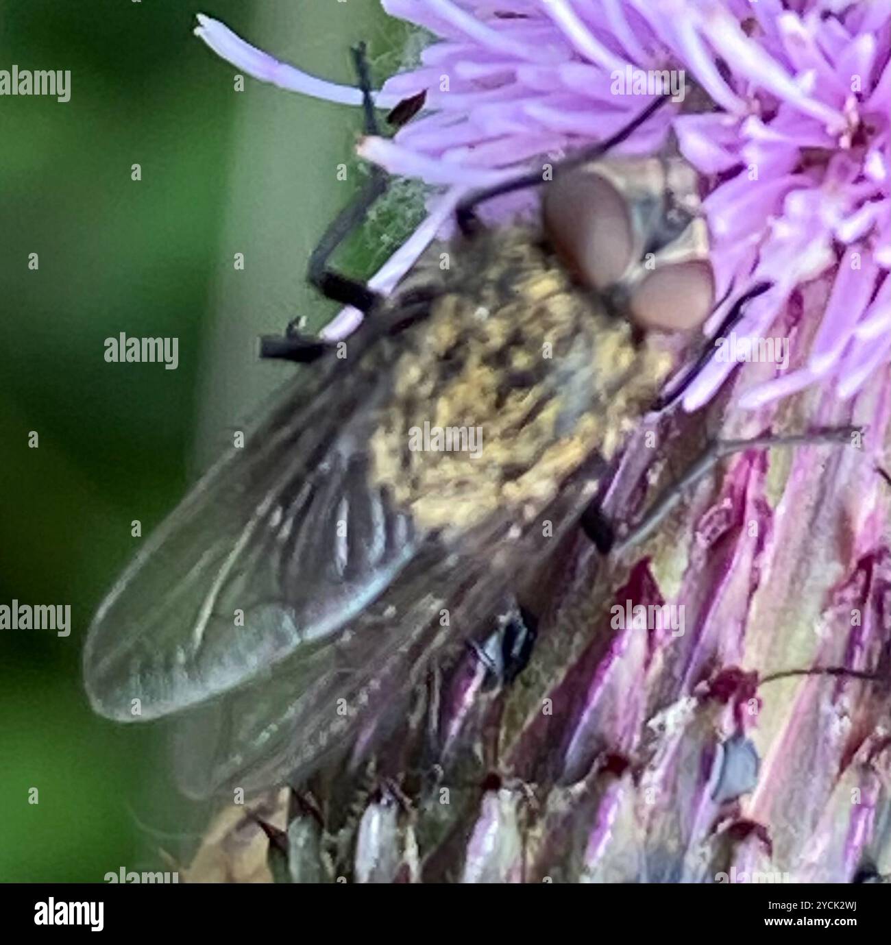 Cluster Flies (Pollenia) Insecta Stock Photo - Alamy
