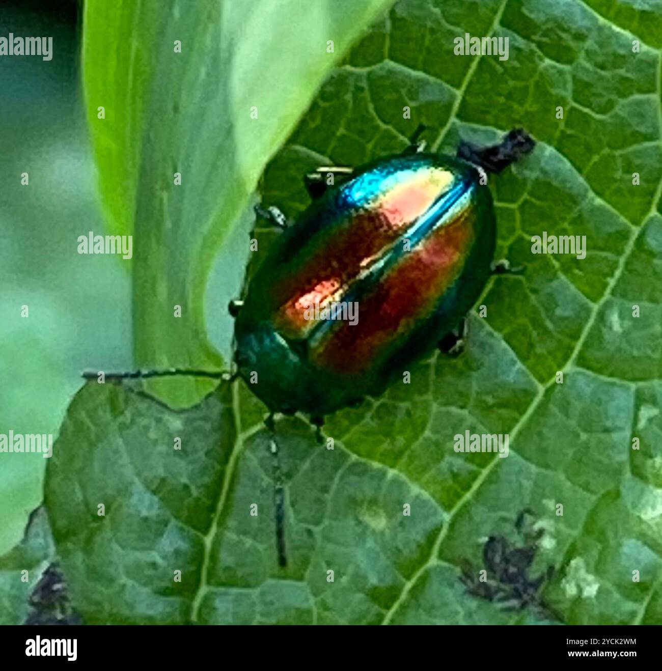 Dead-nettle Leaf Beetle (Fasta fastuosa) Insecta Stock Photo - Alamy