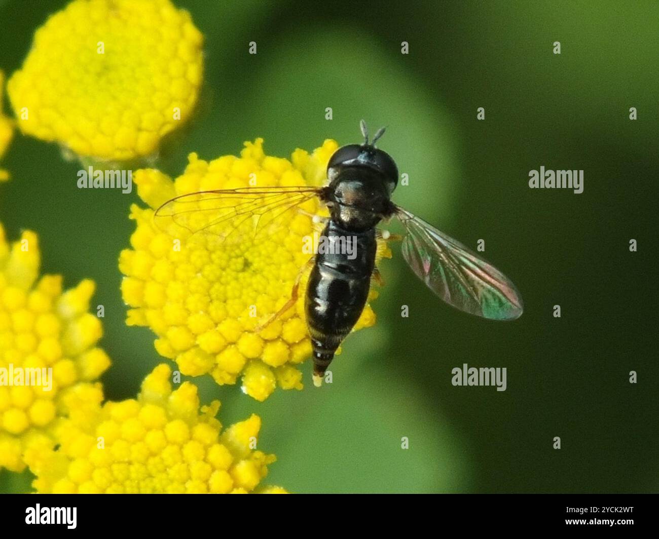 Grass Skimmer Flies (Paragus) Insecta Stock Photo - Alamy