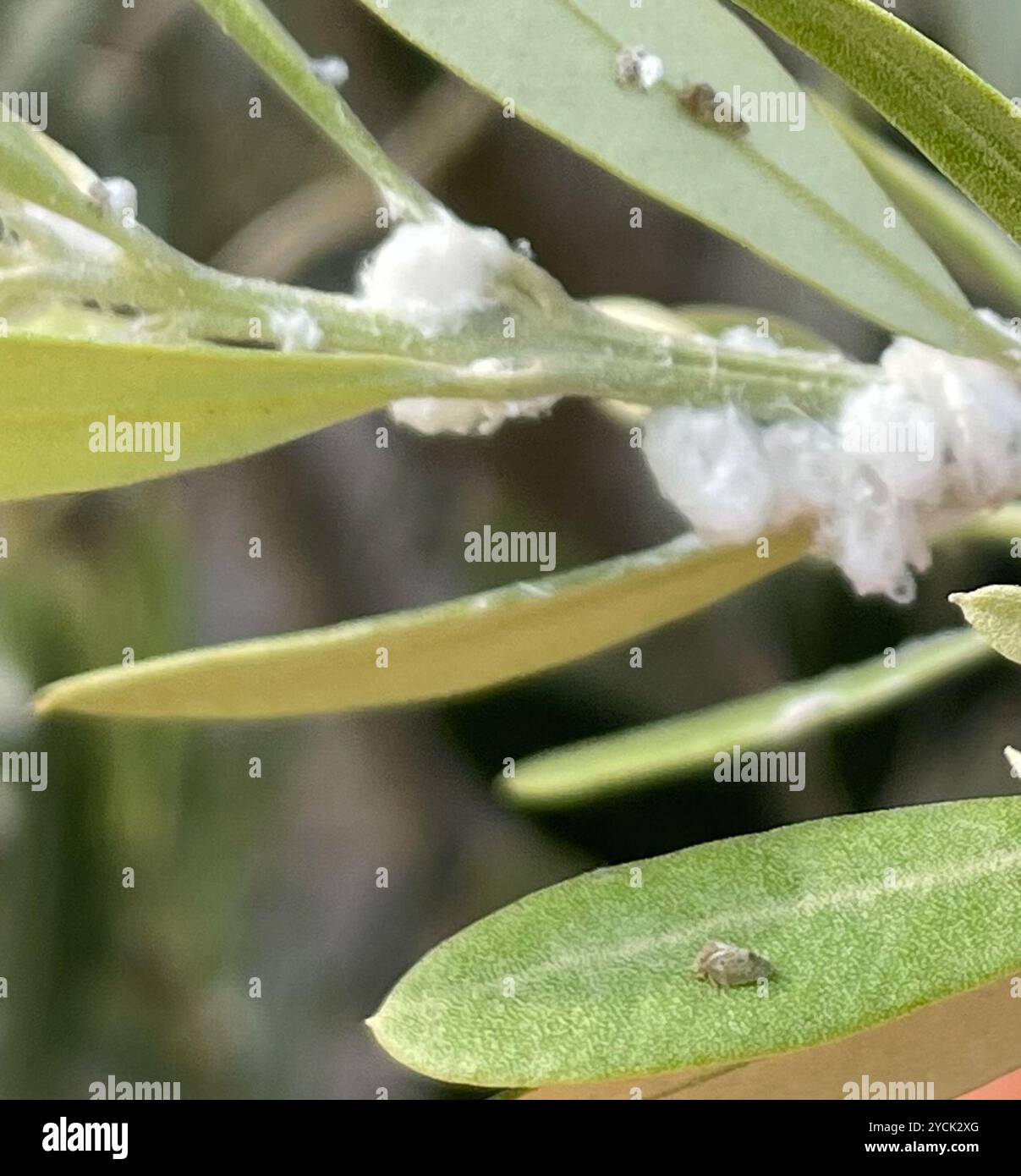 Euphyllura hi-res stock photography and images - Alamy