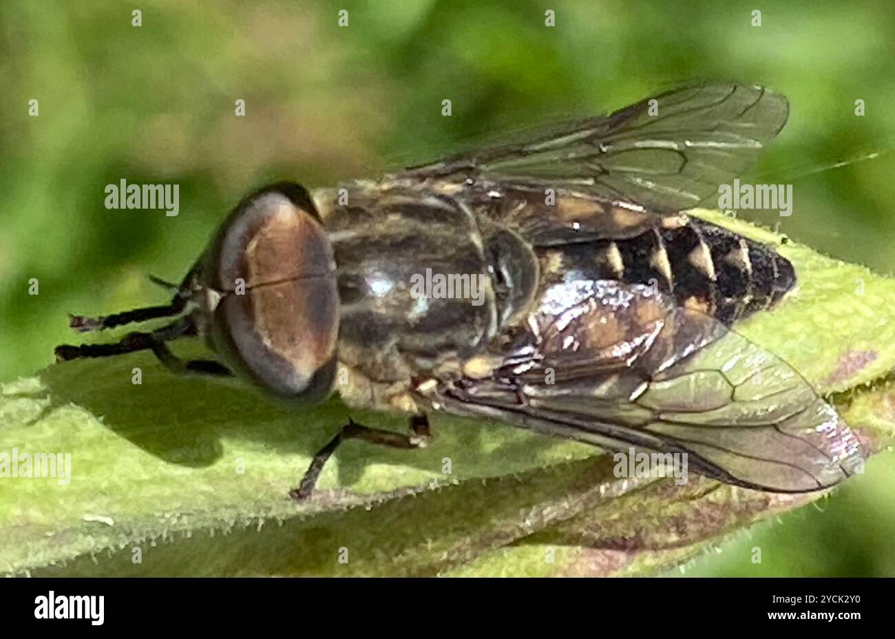 Large Marsh Horse Fly (Tabanus autumnalis) Insecta Stock Photo - Alamy