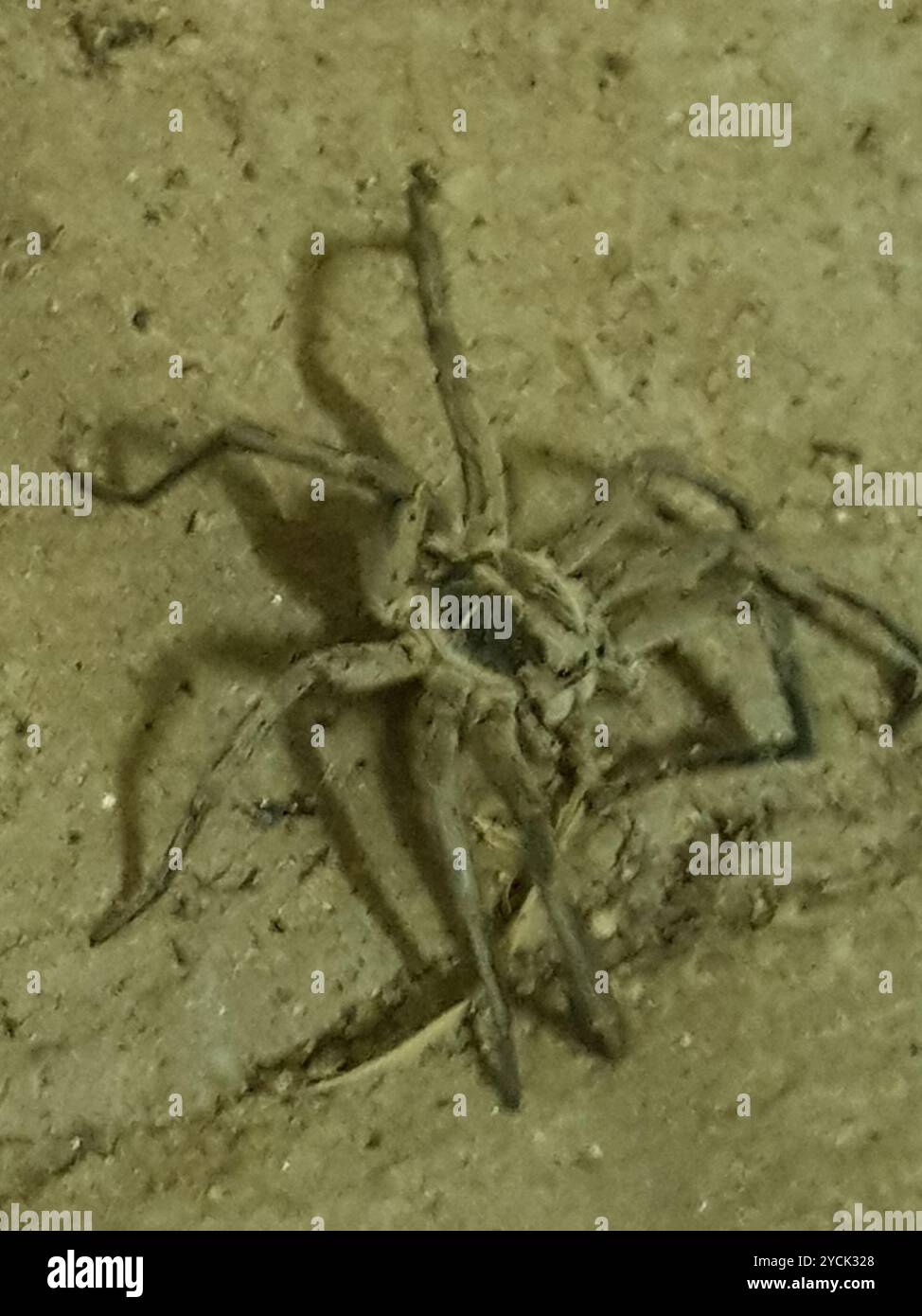 Union-Jack Wolf Spiders (Tasmanicosa) Arachnida Stock Photo - Alamy