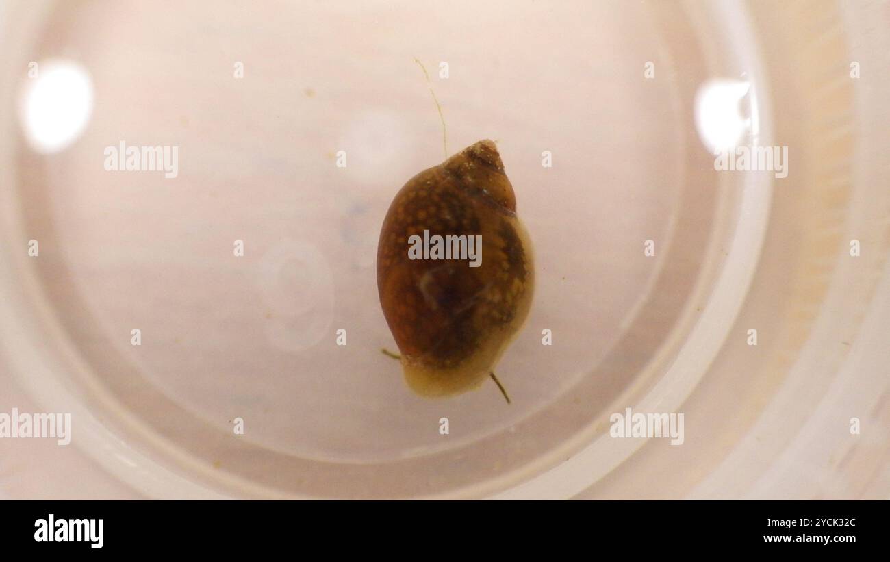 Bladder Snails (Physidae) Mollusca Stock Photo - Alamy