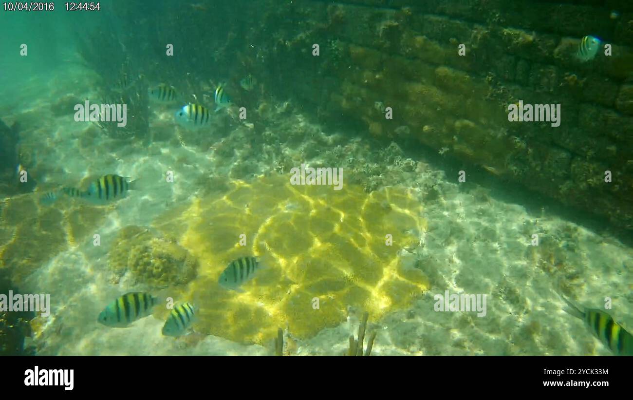 Atlantic Sergeant Major (Abudefduf saxatilis) Actinopterygii Stock ...