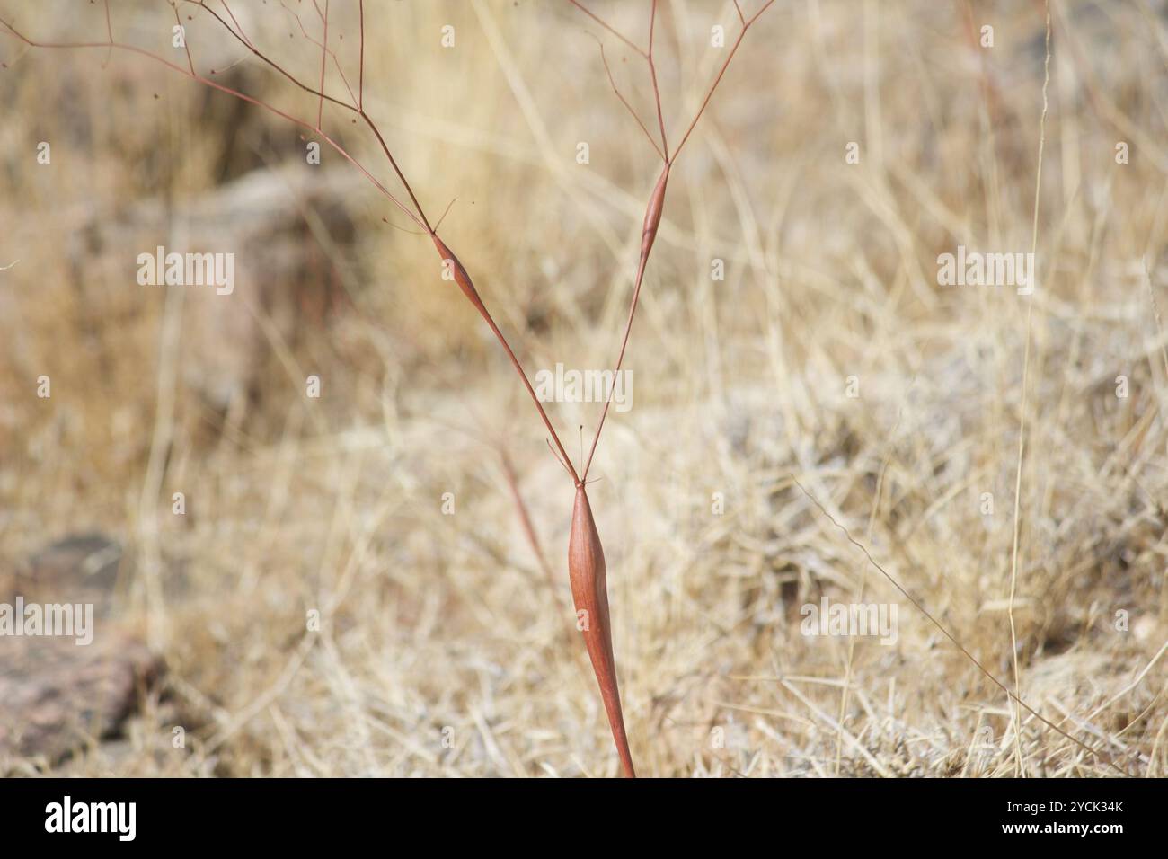 Desert Trumpet (Eriogonum inflatum) Plantae Stock Photo - Alamy