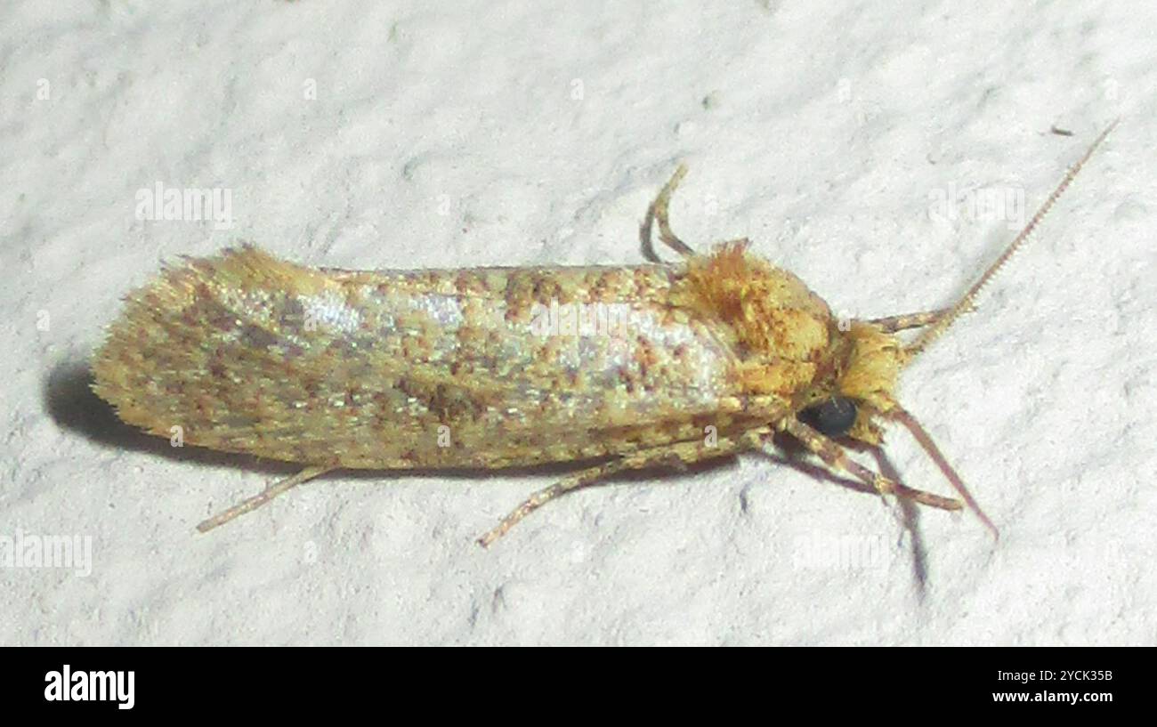 Fungus Moths, Clothes Moths, & Allies (Tineidae) Insecta Stock Photo ...