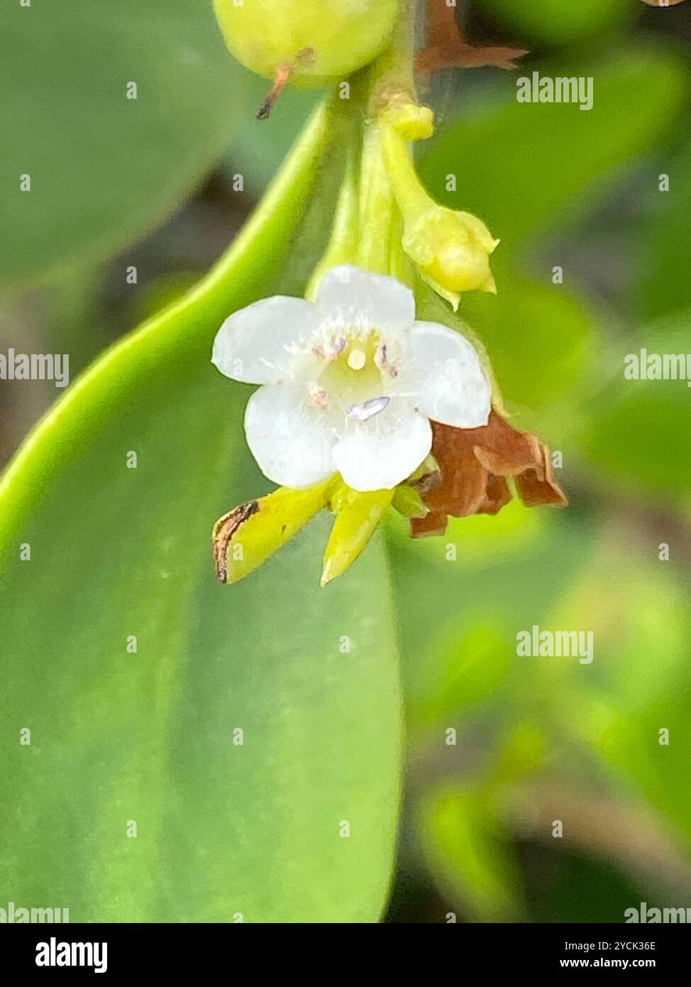 Boobialla (Myoporum boninense) Plantae Stock Photo - Alamy