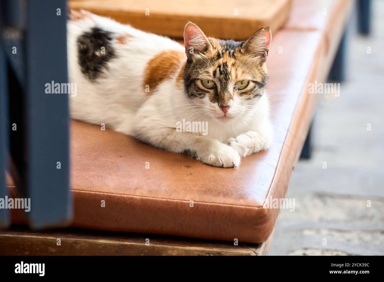Schlafende katze süß hi-res stock photography and images - Alamy