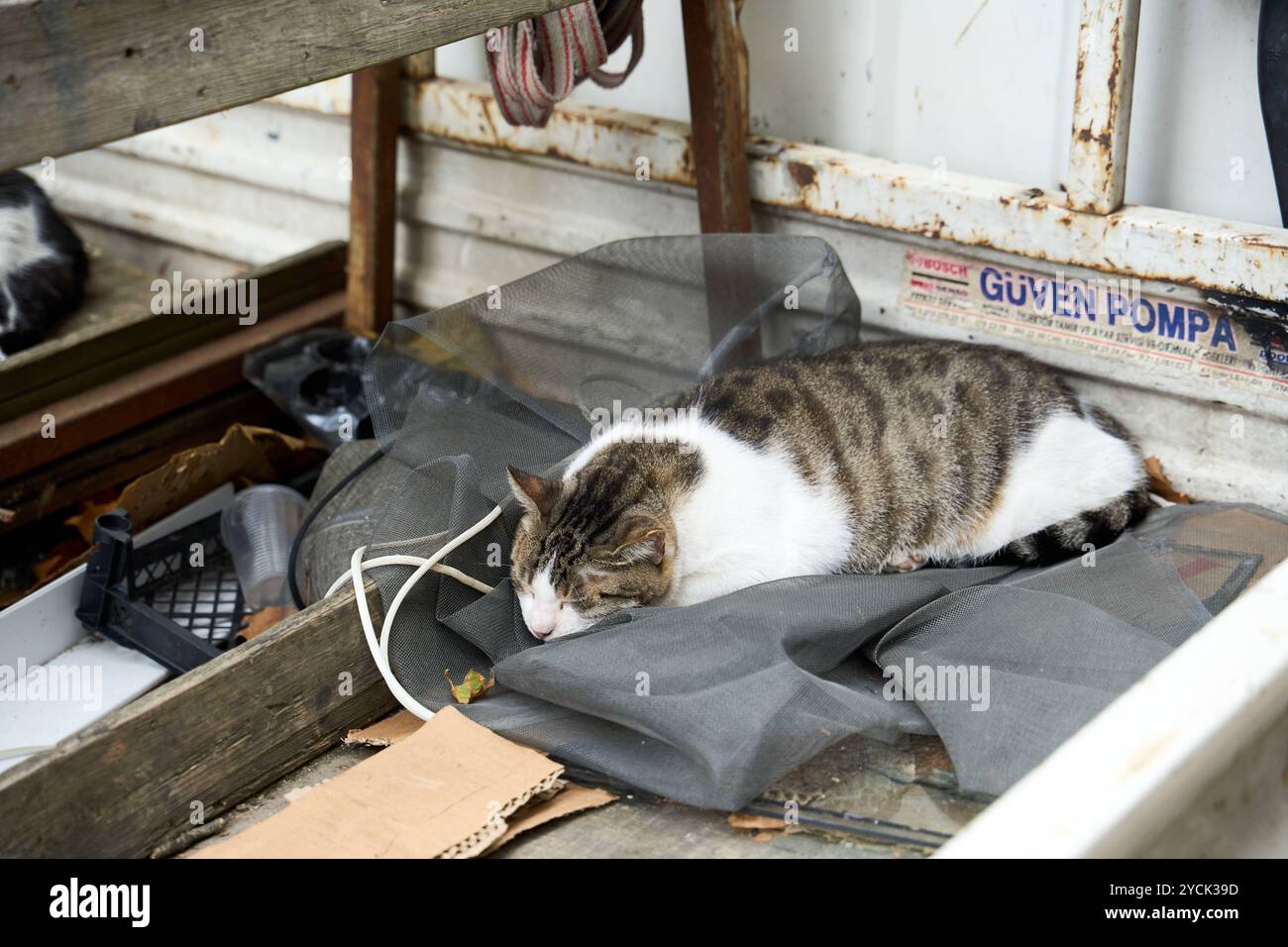 Schlafende katze süß hi-res stock photography and images - Alamy