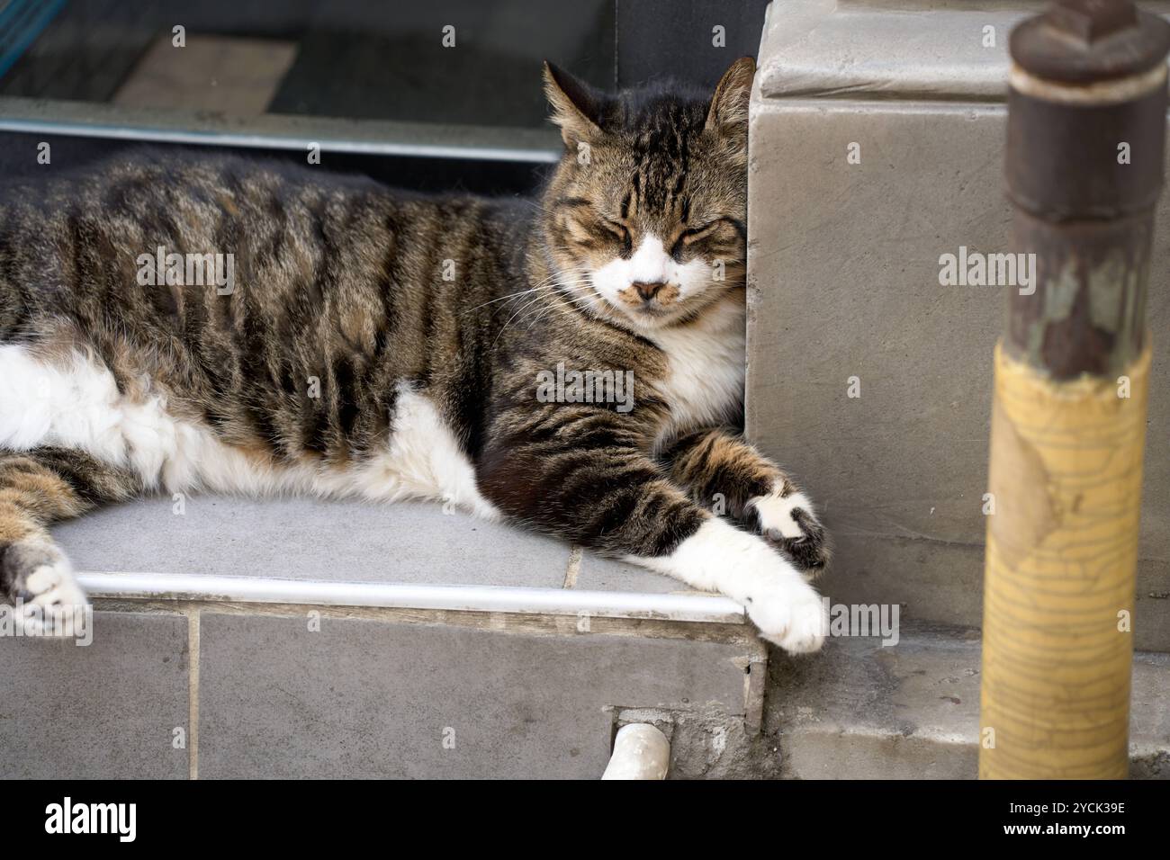 Schlafende katze süß hi-res stock photography and images - Alamy