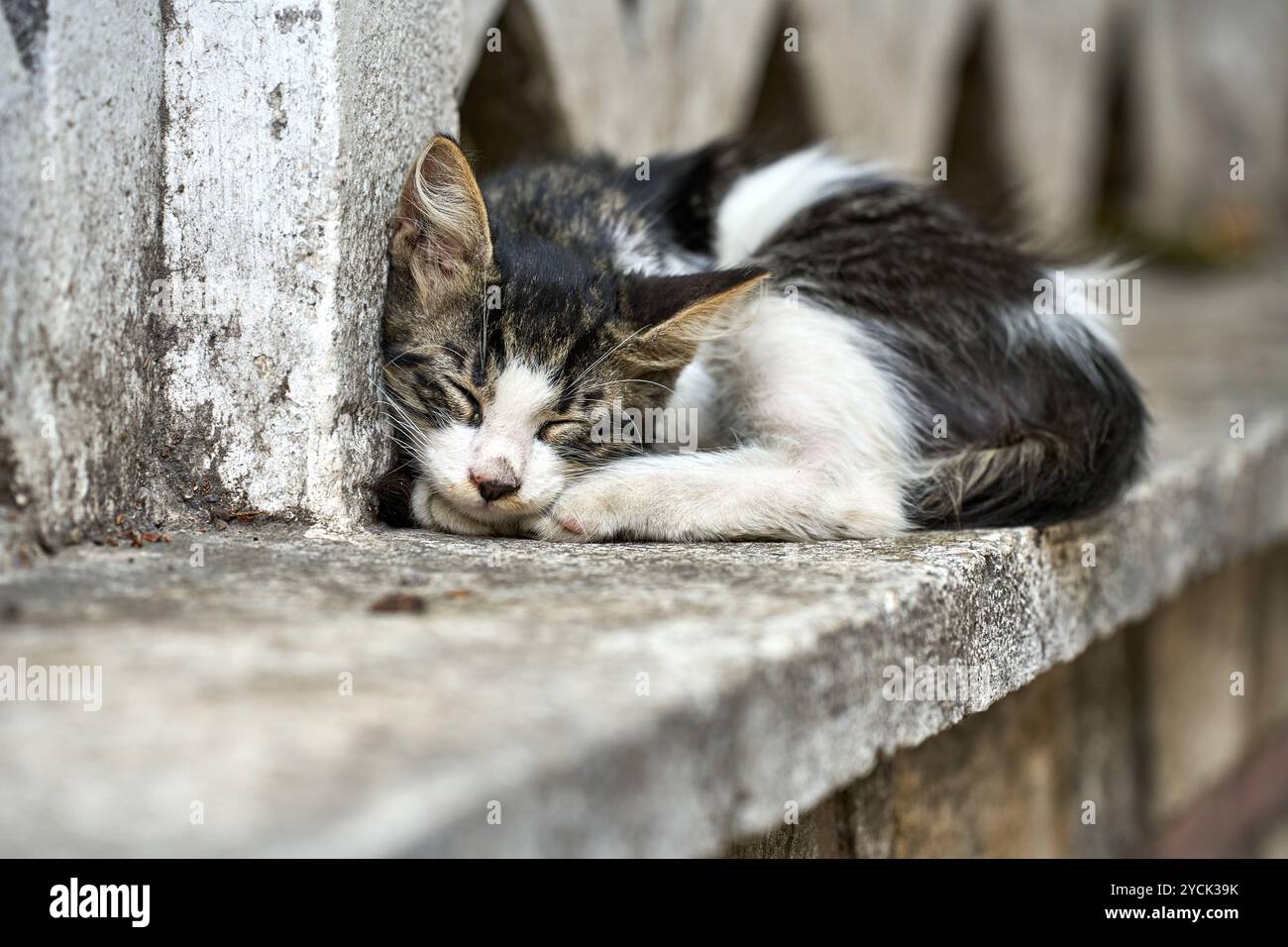 Istanbul, Turkey - September 2, 2024: A street cat in Istanbul, Turkey ...
