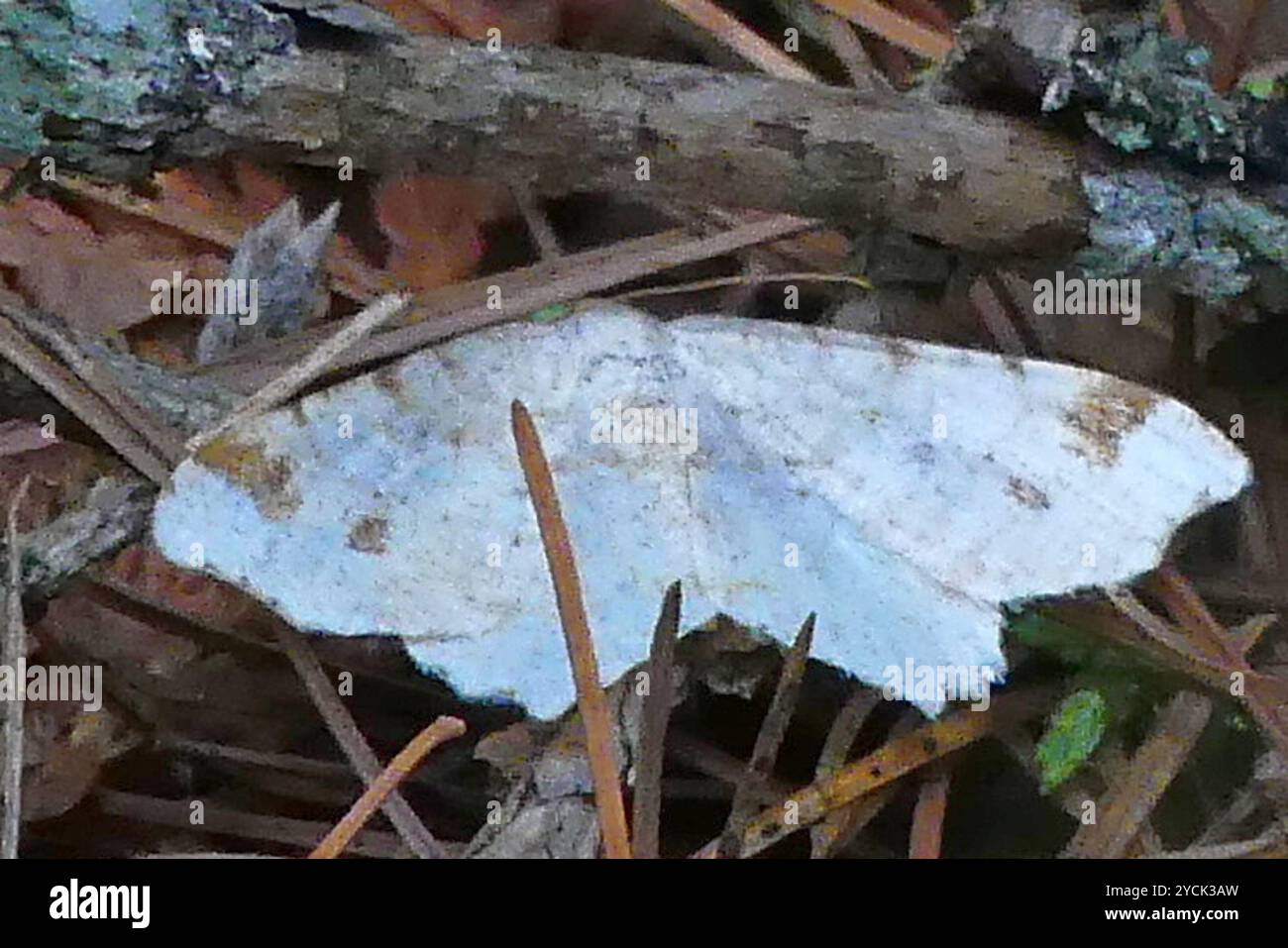 Red-headed Inchworm Moth (Macaria bisignata) Insecta Stock Photo - Alamy