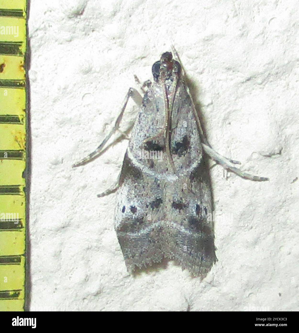 Pyralid Snout Moths (Pyralidae) Insecta Stock Photo - Alamy