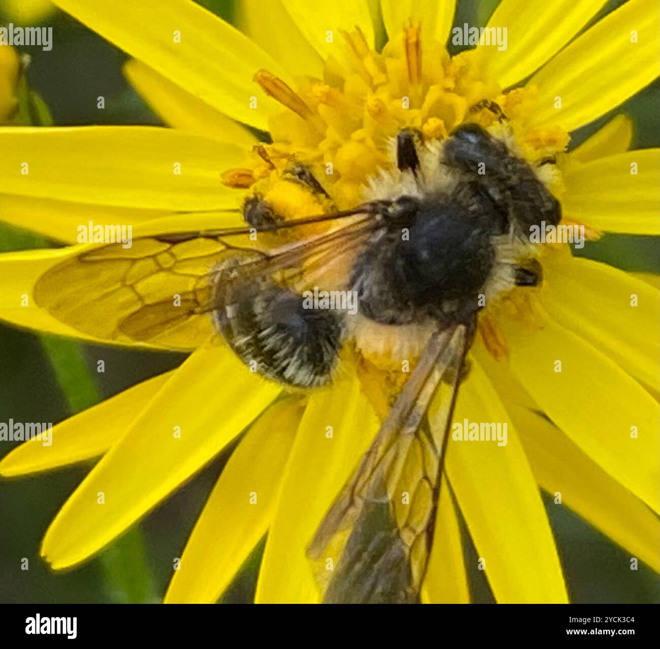 Mining Bees (Andrena) Insecta Stock Photo - Alamy