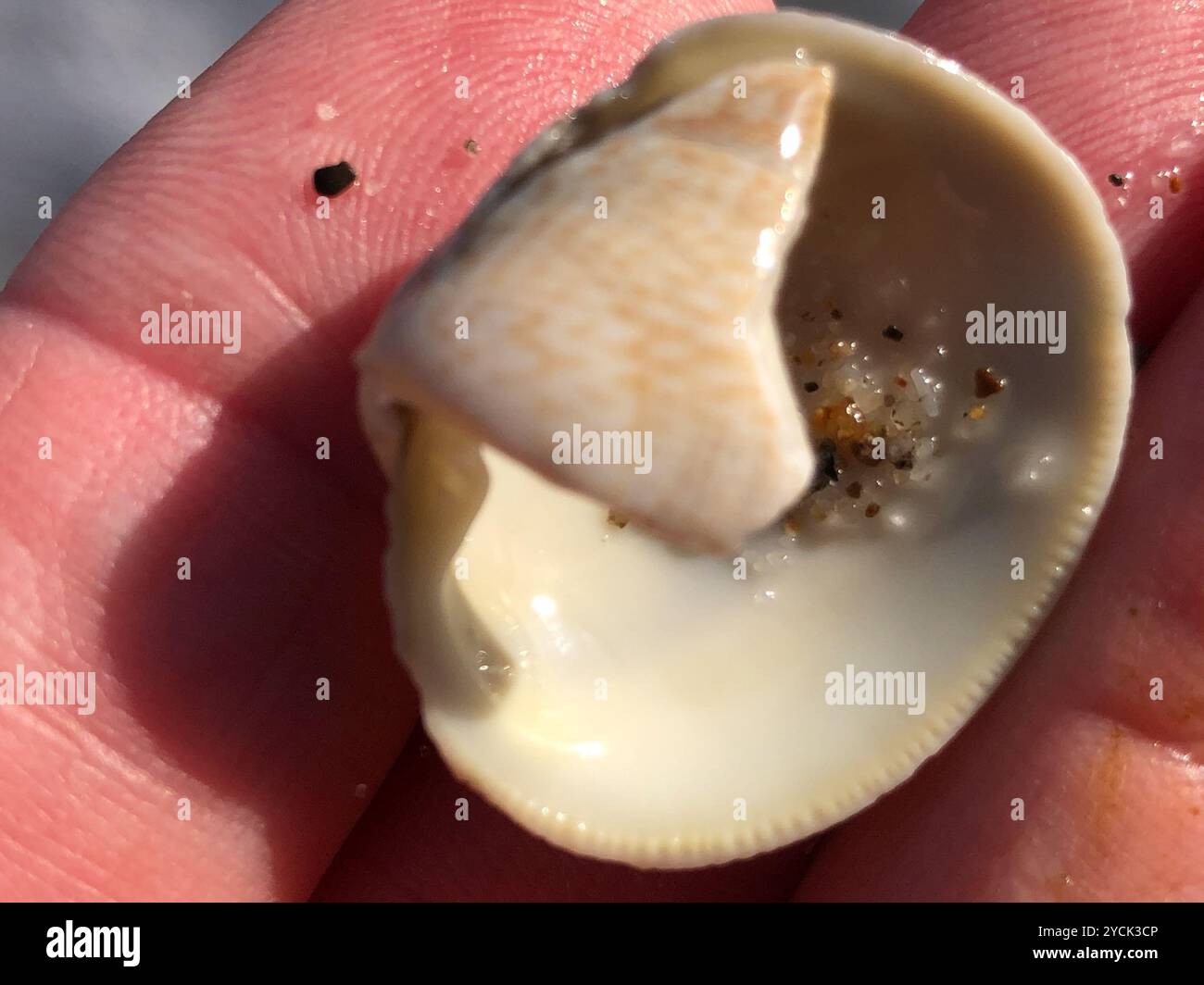 Pacific Littleneck Clam (Leukoma staminea) Mollusca Stock Photo - Alamy