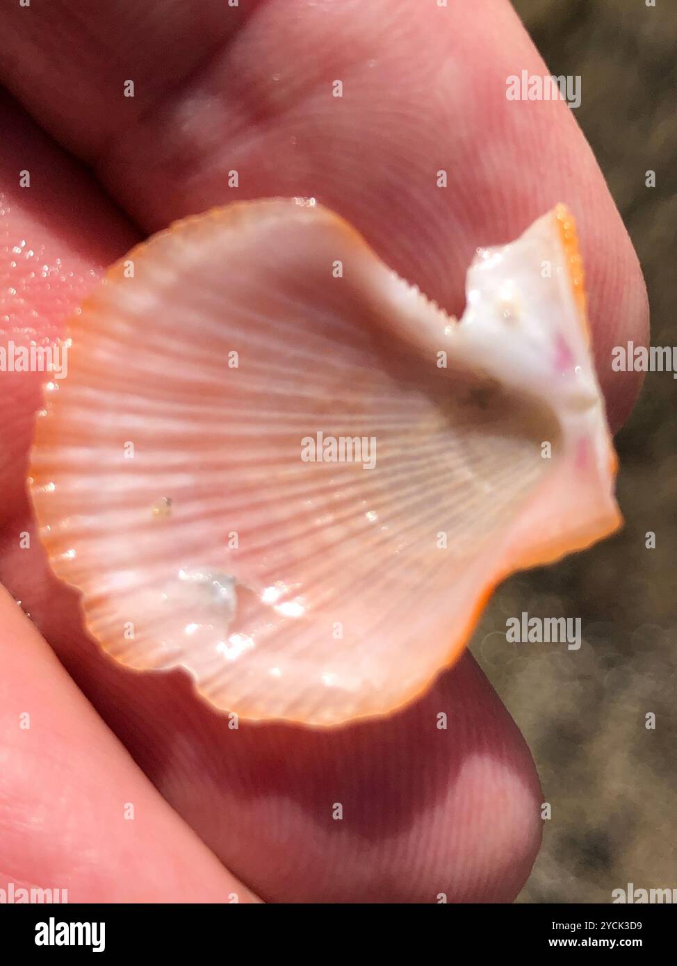 Giant Rock Scallop (Crassadoma gigantea) Mollusca Stock Photo - Alamy