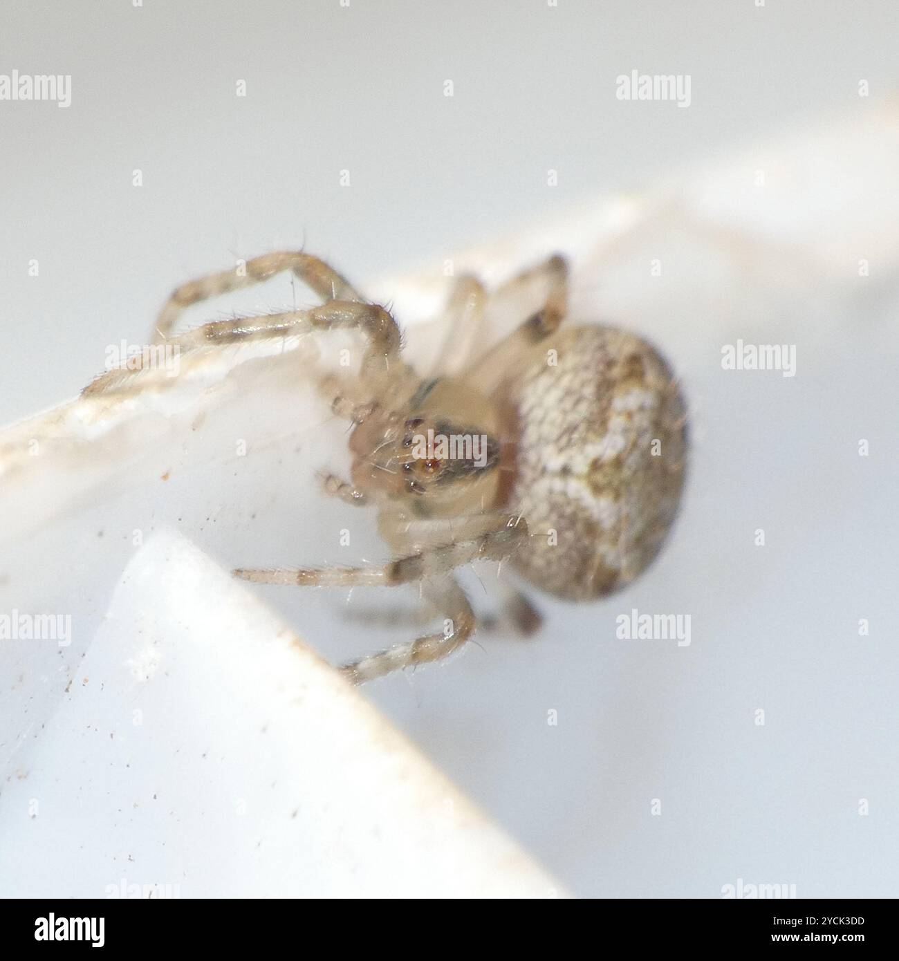 Comb-footed Spiders (Theridiidae) Arachnida Stock Photo - Alamy