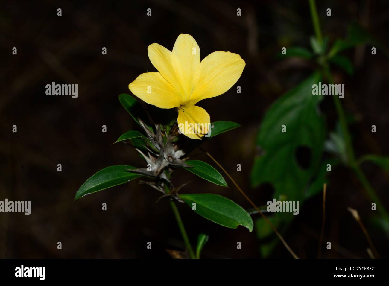 porcupine flower (Barleria prionitis) Plantae Stock Photo - Alamy