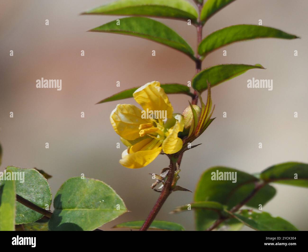 Coffee Senna (Senna occidentalis) Plantae Stock Photo - Alamy