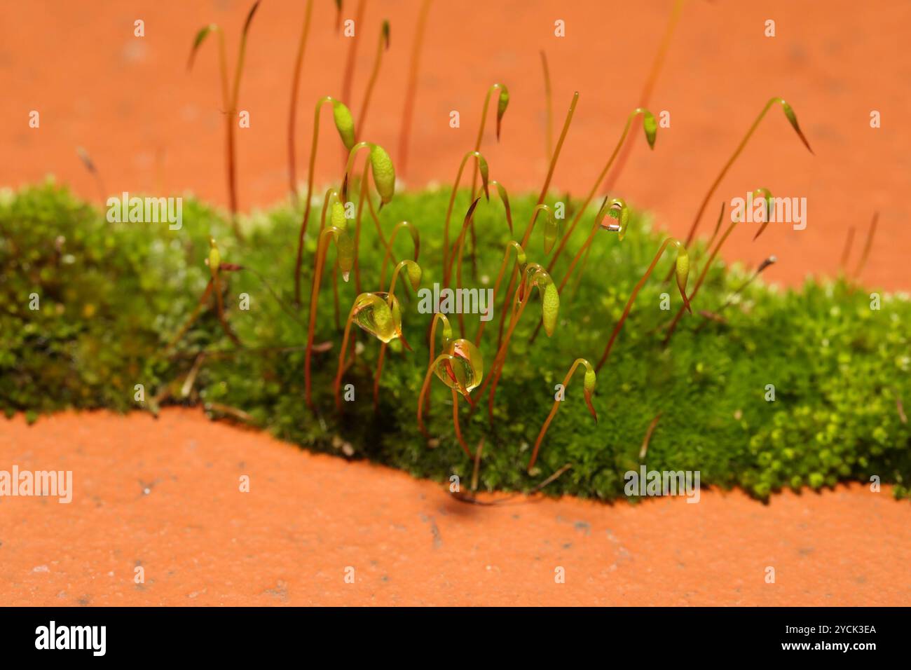 Capillary Thread-moss (Ptychostomum capillare) Plantae Stock Photo - Alamy