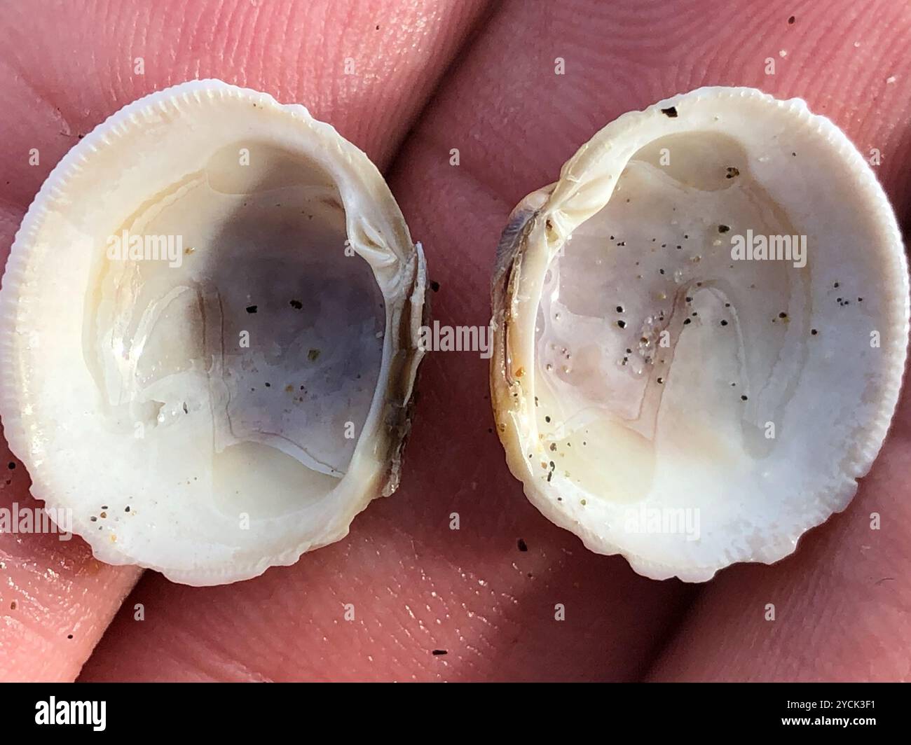 Pacific Littleneck Clam (Leukoma staminea) Mollusca Stock Photo - Alamy