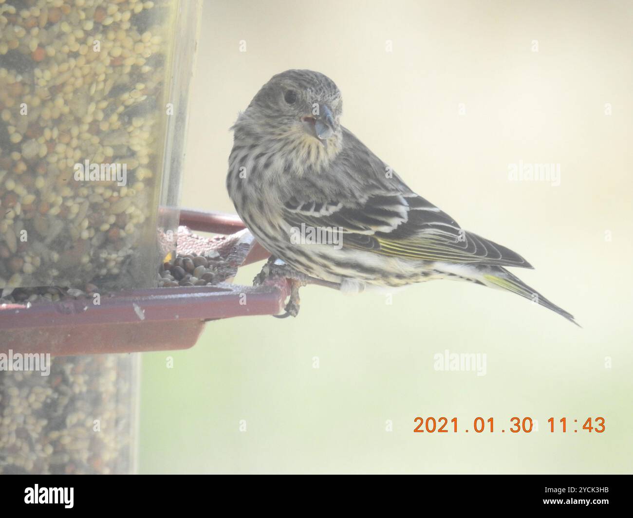 Pine Siskin (Spinus pinus) Aves Stock Photo - Alamy
