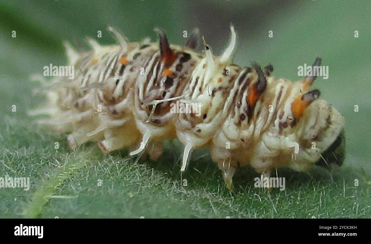 Spiny Bollworm (Earias biplaga) Insecta Stock Photo - Alamy