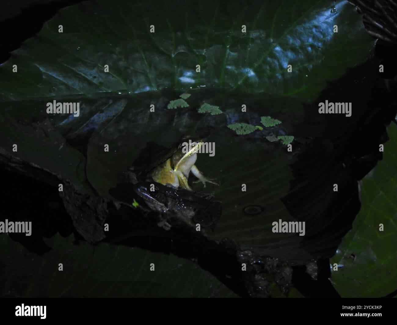 Olive Frog (Nidirana adenopleura) Amphibia Stock Photo - Alamy