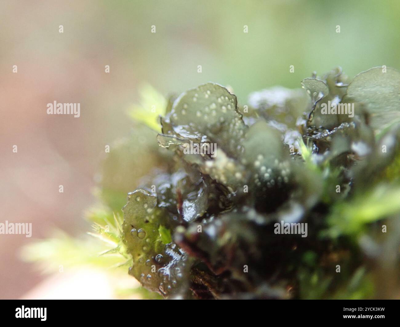 Peacock Vinyl Lichen (Scytinium polycarpum) Fungi Stock Photo - Alamy