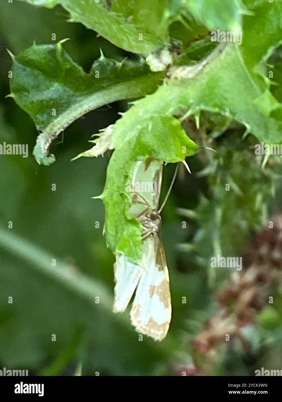 Clouded Border (Lomaspilis marginata) Insecta Stock Photo - Alamy
