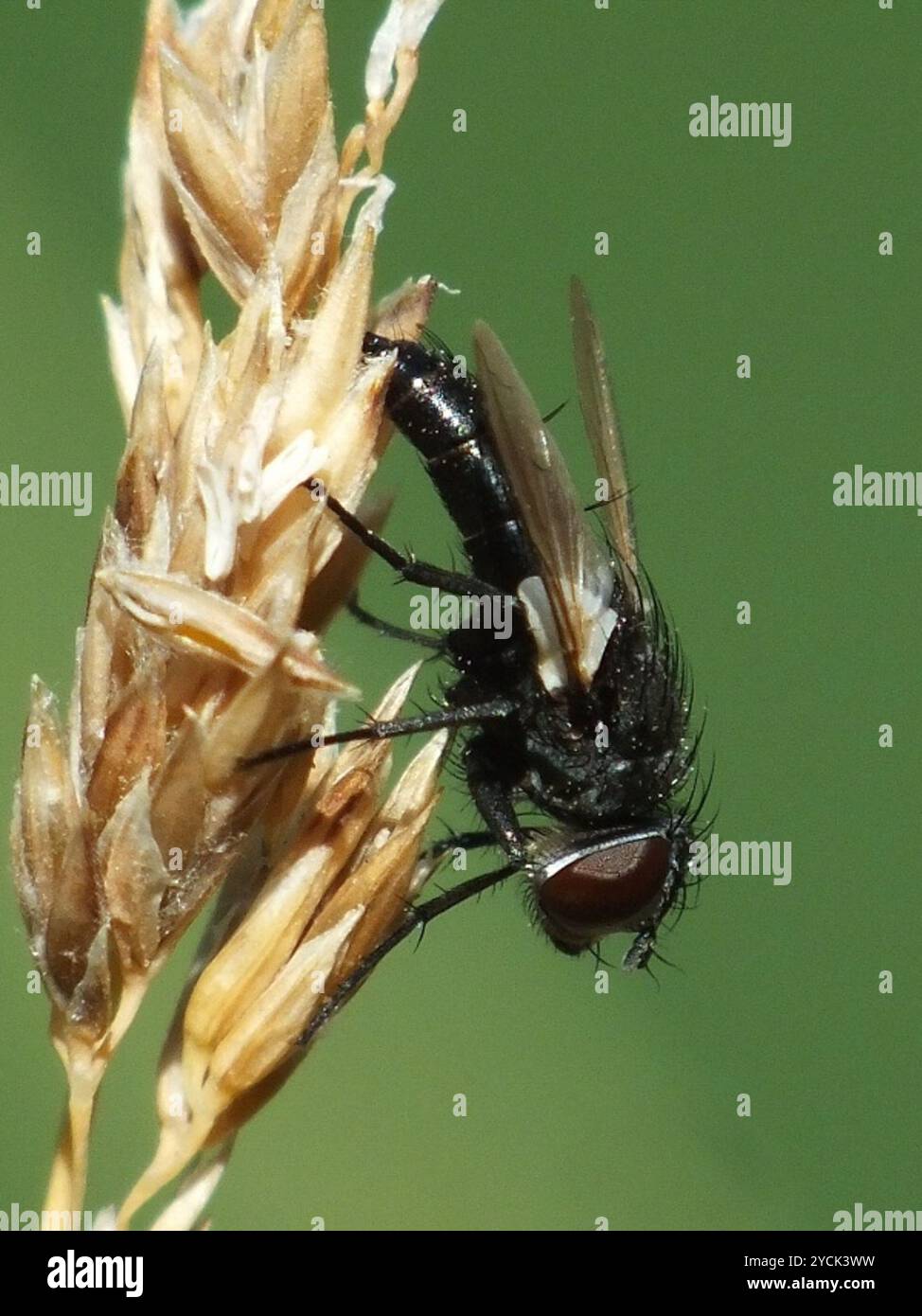 Leucostoma hi-res stock photography and images - Alamy