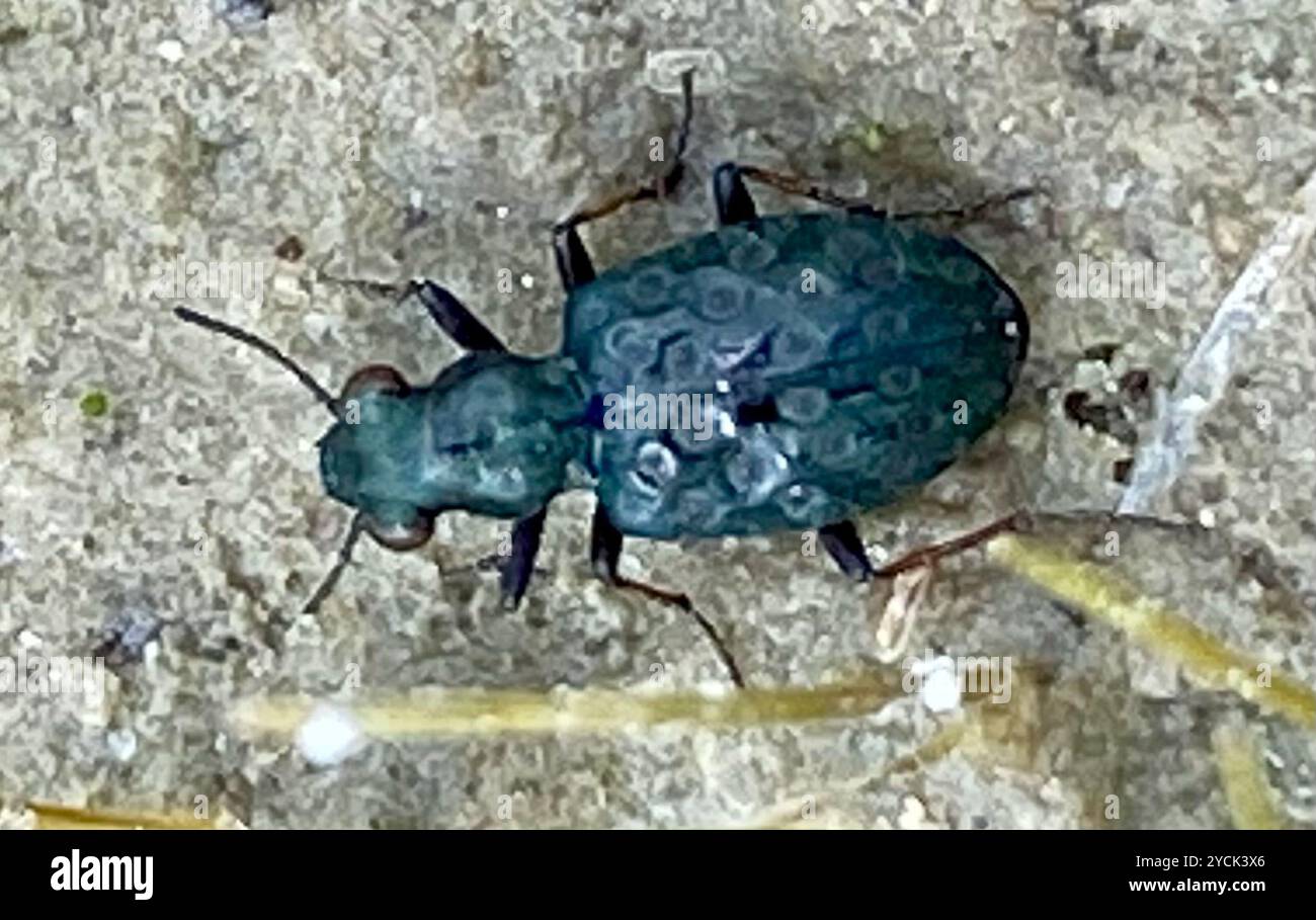 Marsh Ground Beetles (Elaphrus) Insecta Stock Photo - Alamy
