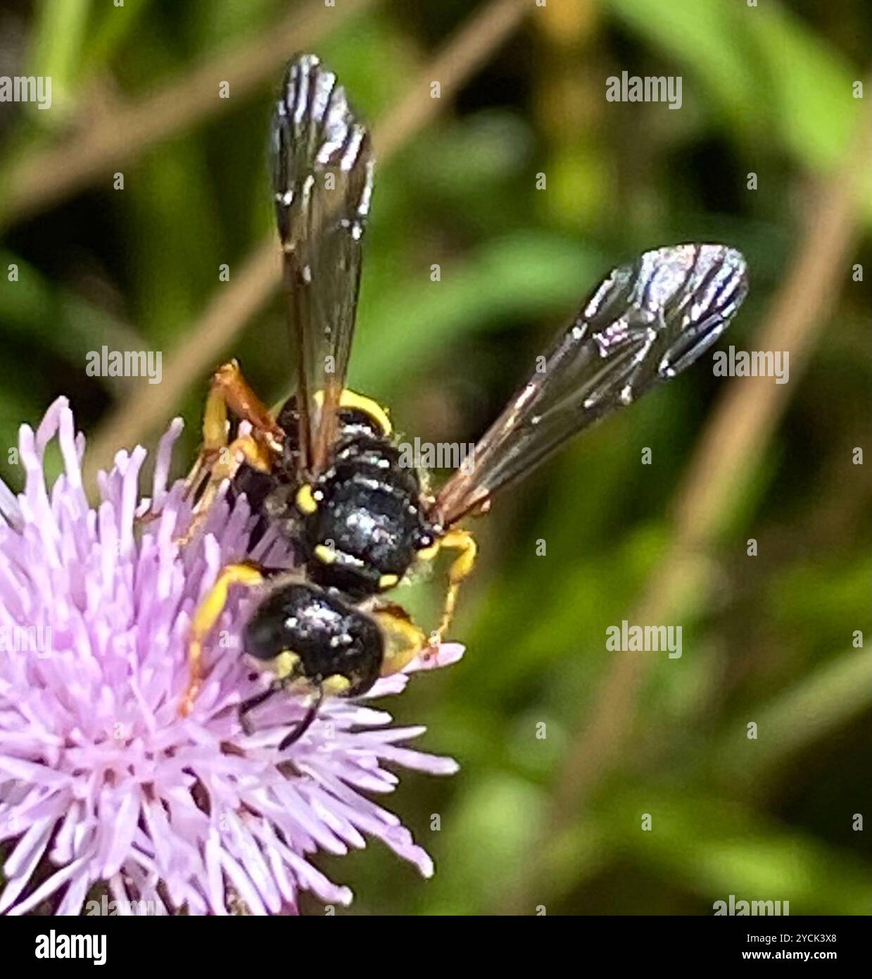 Typical Weevil Wasps and Allies (Cerceris) Insecta Stock Photo - Alamy