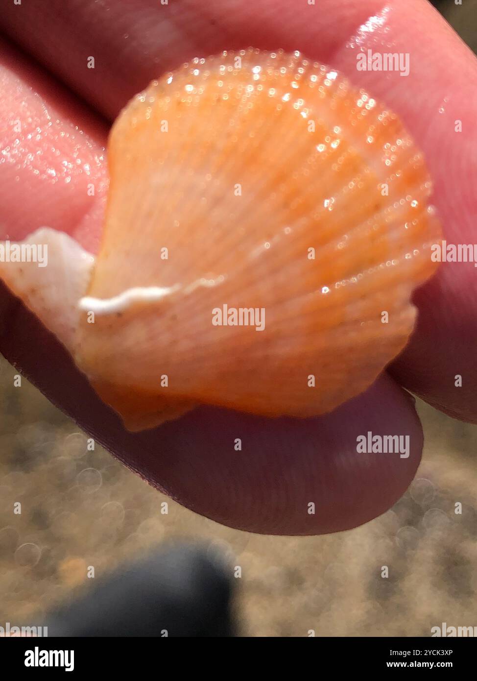 Giant Rock Scallop (Crassadoma gigantea) Mollusca Stock Photo - Alamy