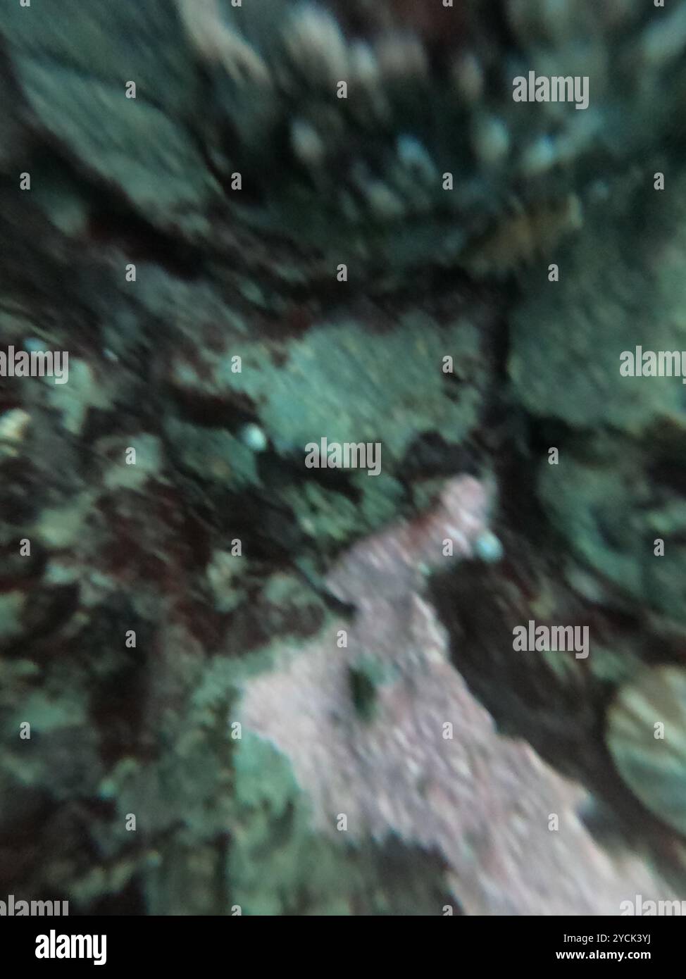 Crustose coralline algae (Lithothamnion) Plantae Stock Photo - Alamy