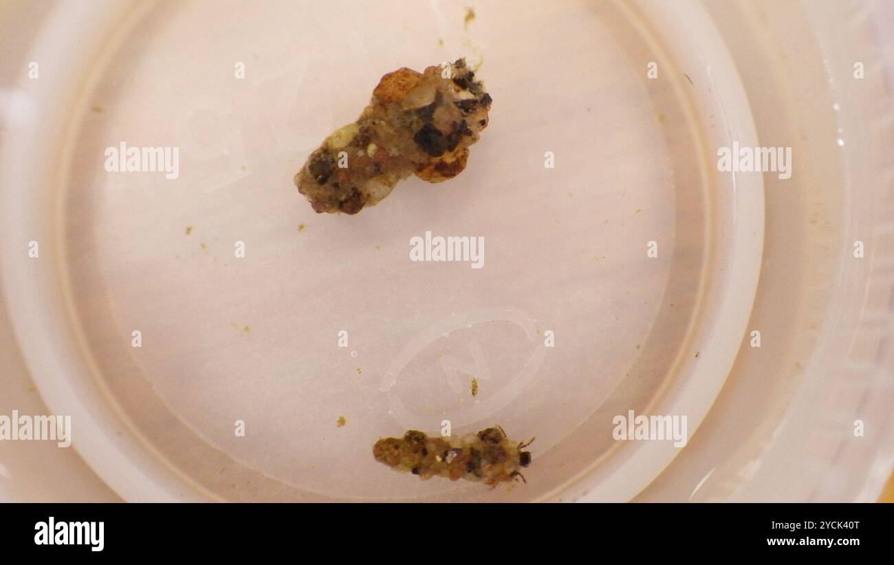 Stonecase Caddisflies (Uenoidae) Insecta Stock Photo - Alamy