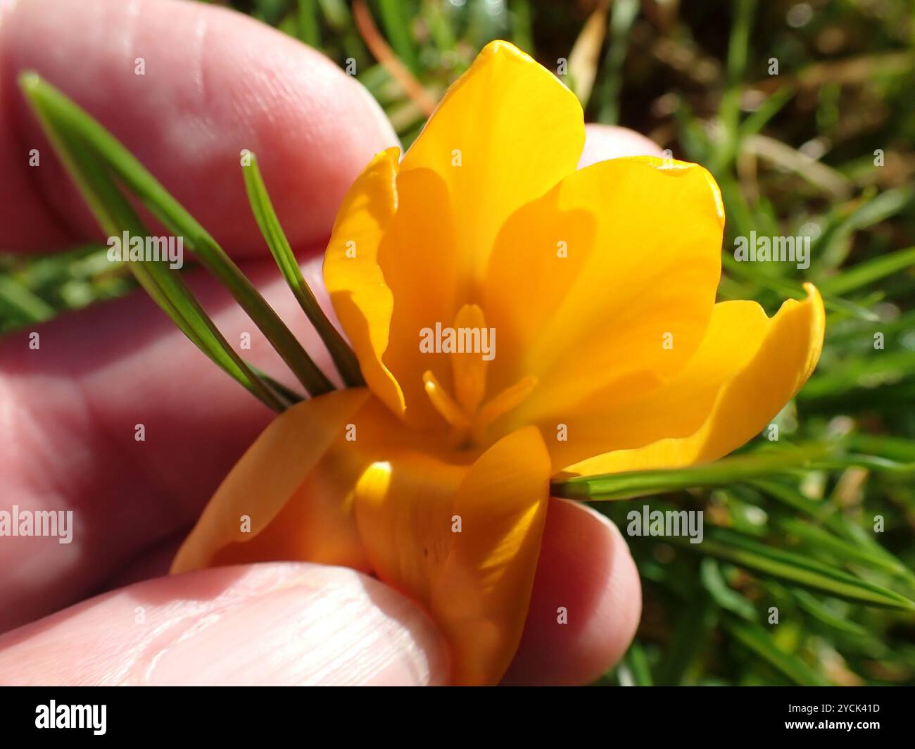 Dutch Yellow Crocus (Crocus × stellaris) Plantae Stock Photo - Alamy
