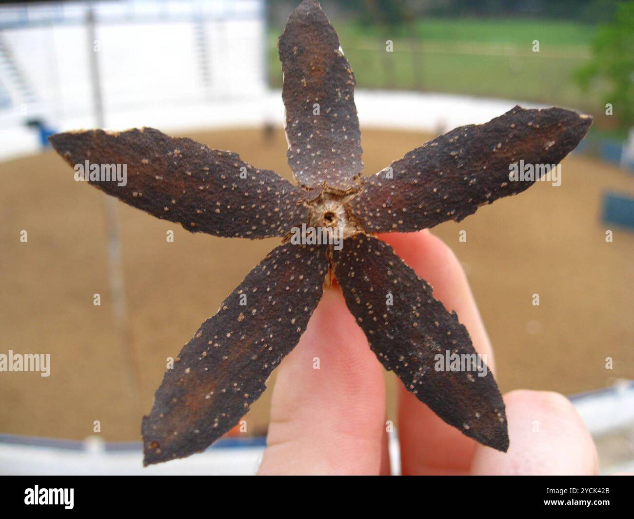 West Indies Cedrela (Cedrela odorata) Plantae Stock Photo - Alamy