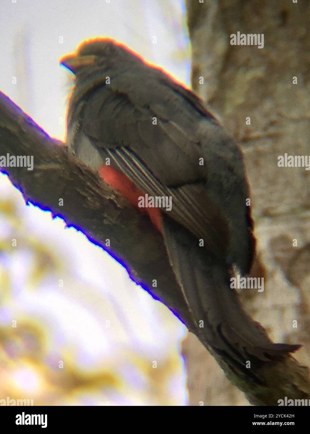 Black-tailed Trogon (Trogon melanurus) Aves Stock Photo - Alamy